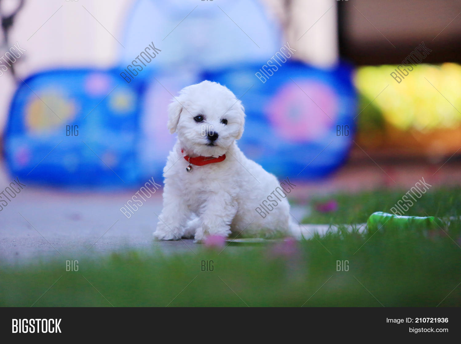 Bichon Puppy. Bichon Image & Photo (Free Trial) | Bigstock