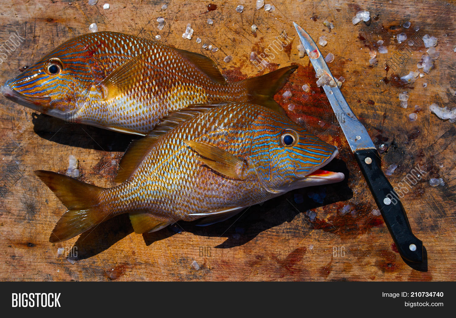 White Grunt Fish Image & Photo (Free Trial) | Bigstock