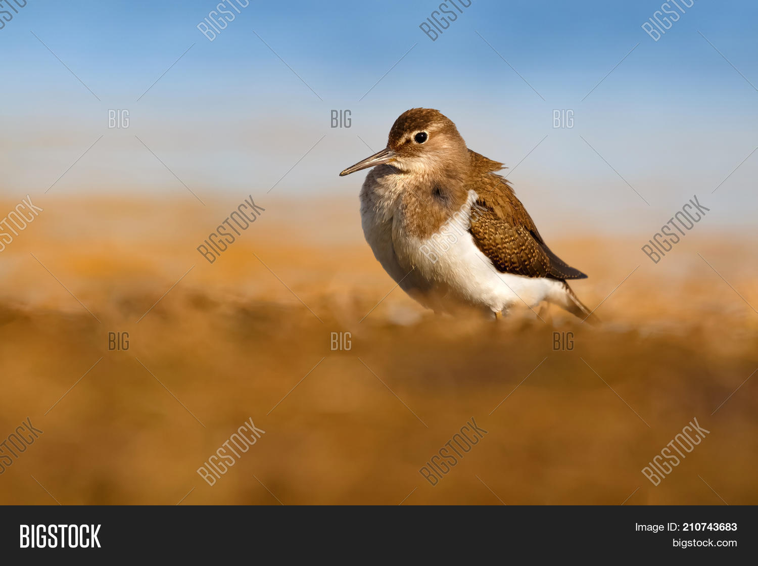Beautiful Wader Bird Image & Photo (Free Trial) | Bigstock