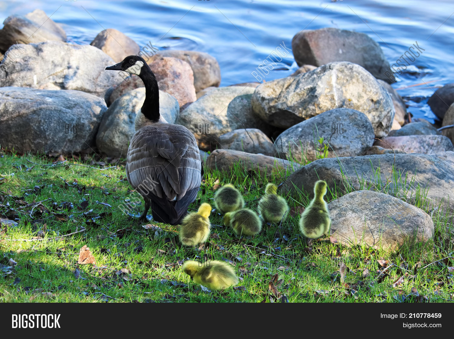 Canadian Goose Watches Image & Photo (Free Trial) | Bigstock