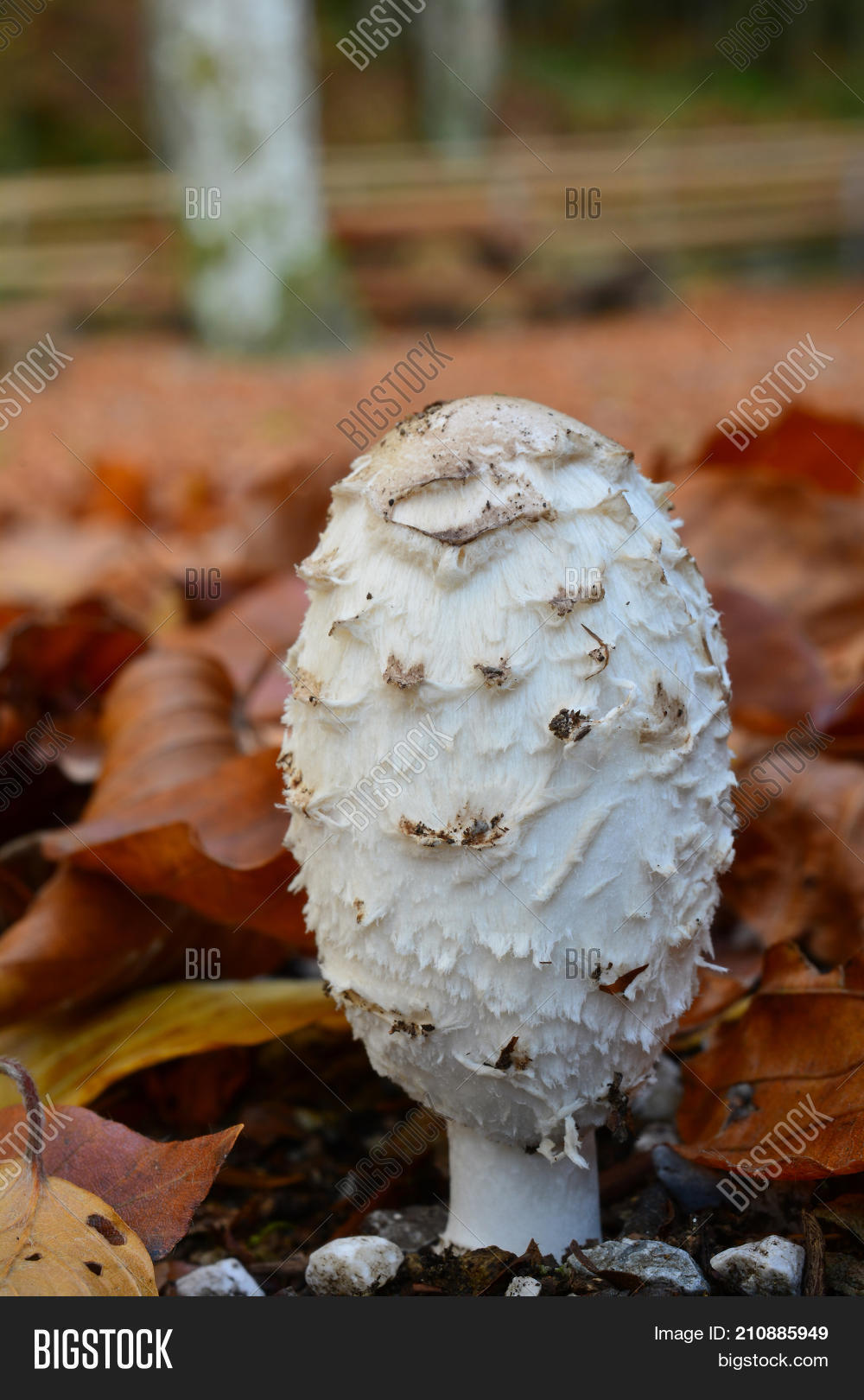 One Example Coprinus Image & Photo (Free Trial) | Bigstock