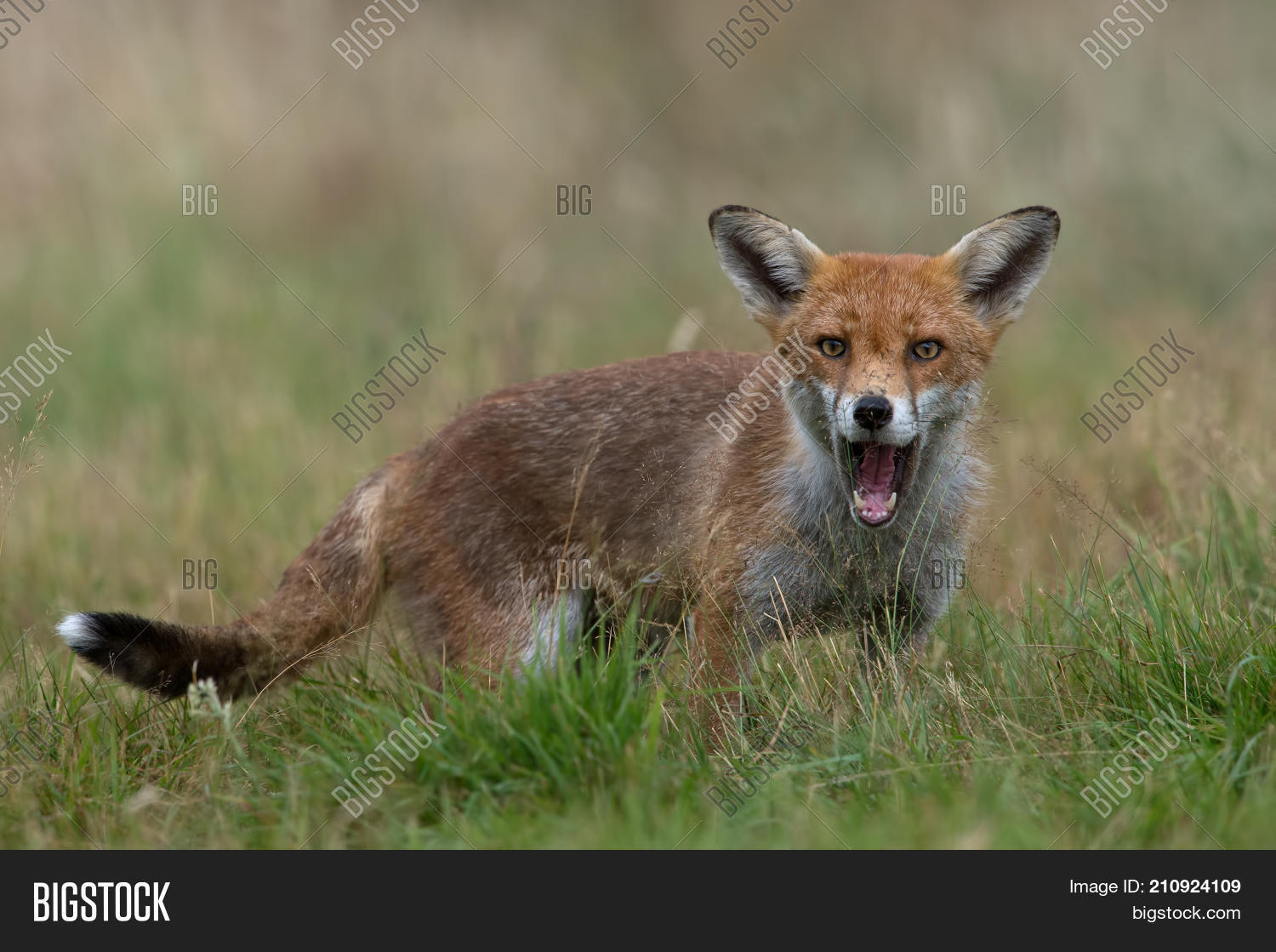 Red Fox (Vulpes Vulpes Image & Photo (Free Trial) | Bigstock