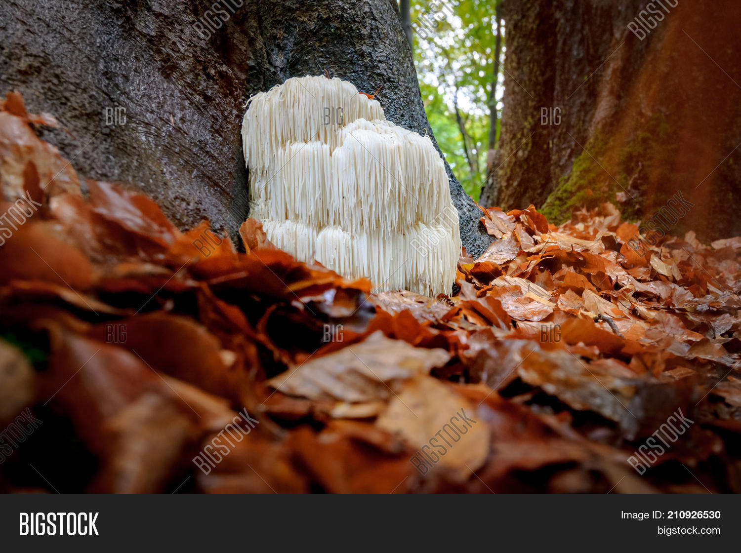 Rare Edible Lion's Image & Photo (Free Trial) | Bigstock
