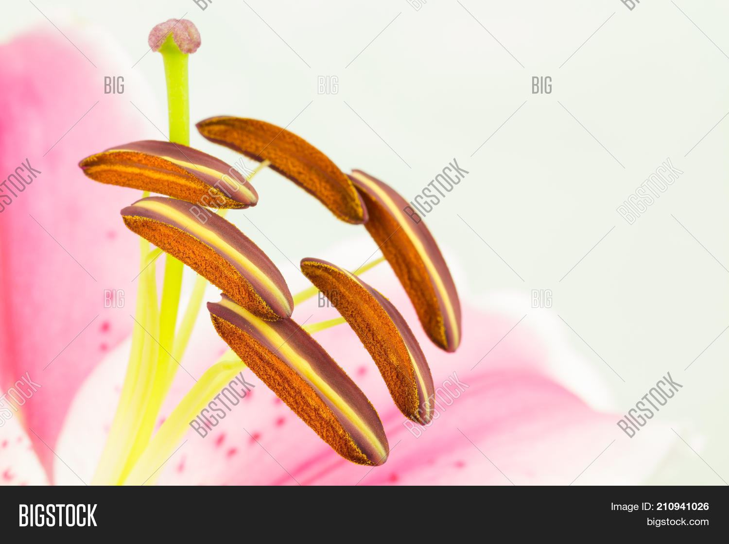 Close Stamen Carpel Image & Photo (Free Trial) | Bigstock