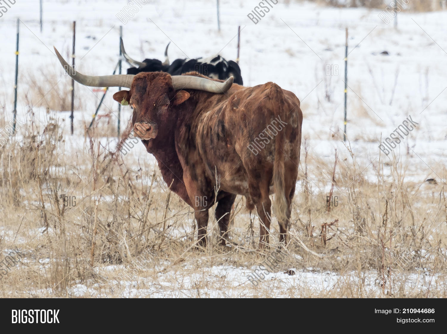 Huge Longhorn Steer Image & Photo (Free Trial) | Bigstock