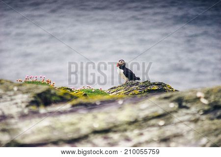 Puffins Ireland. Image & Photo (Free Trial) | Bigstock