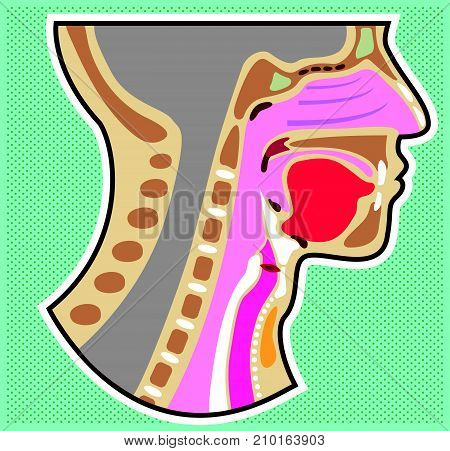 Throat Anatomy Vector Vector & Photo (Free Trial) | Bigstock