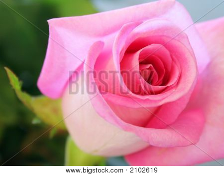Lovely Soft Pink Rose Image & Photo (Free Trial) | Bigstock