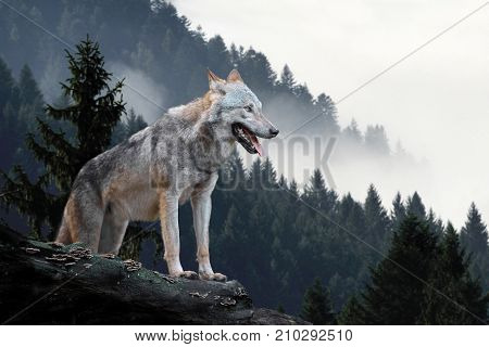 Timber Wolf Hunting Image & Photo (Free Trial) | Bigstock