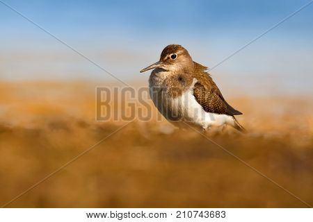 Beautiful Wader Bird Image & Photo (Free Trial) | Bigstock