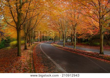 Maple Tree Lined Image & Photo (Free Trial) | Bigstock