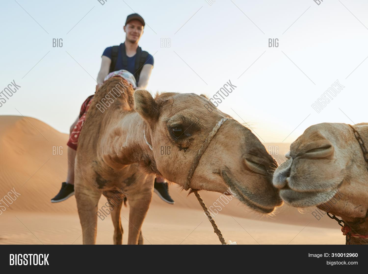 Camel Riding Desert. Image & Photo (Free Trial) | Bigstock
