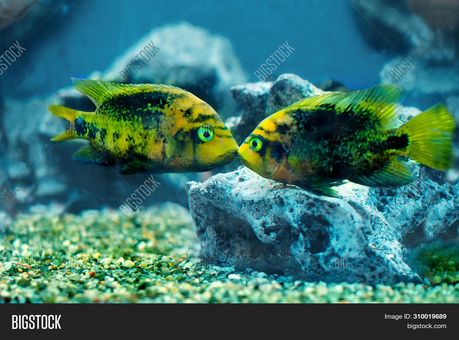 Two Colorful Exotic Image & Photo (Free Trial) | Bigstock