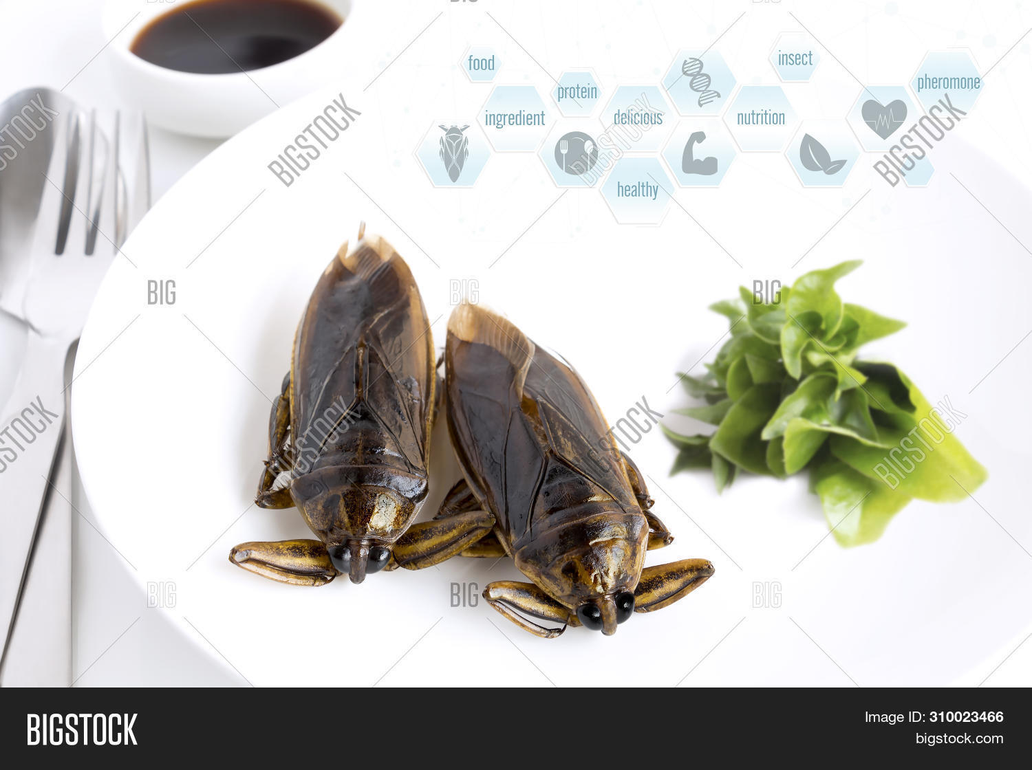 Giant Water Bug Edible Image & Photo (Free Trial) | Bigstock