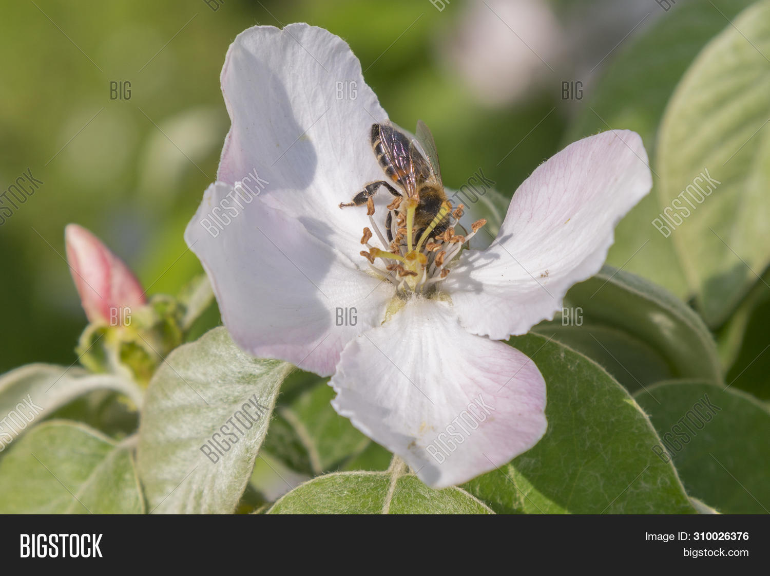 Close Bumble Bee On Image & Photo (Free Trial) | Bigstock