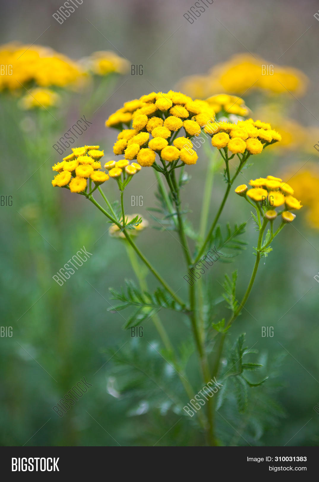 Yellow Tansy Flowers ( Image & Photo (Free Trial) | Bigstock