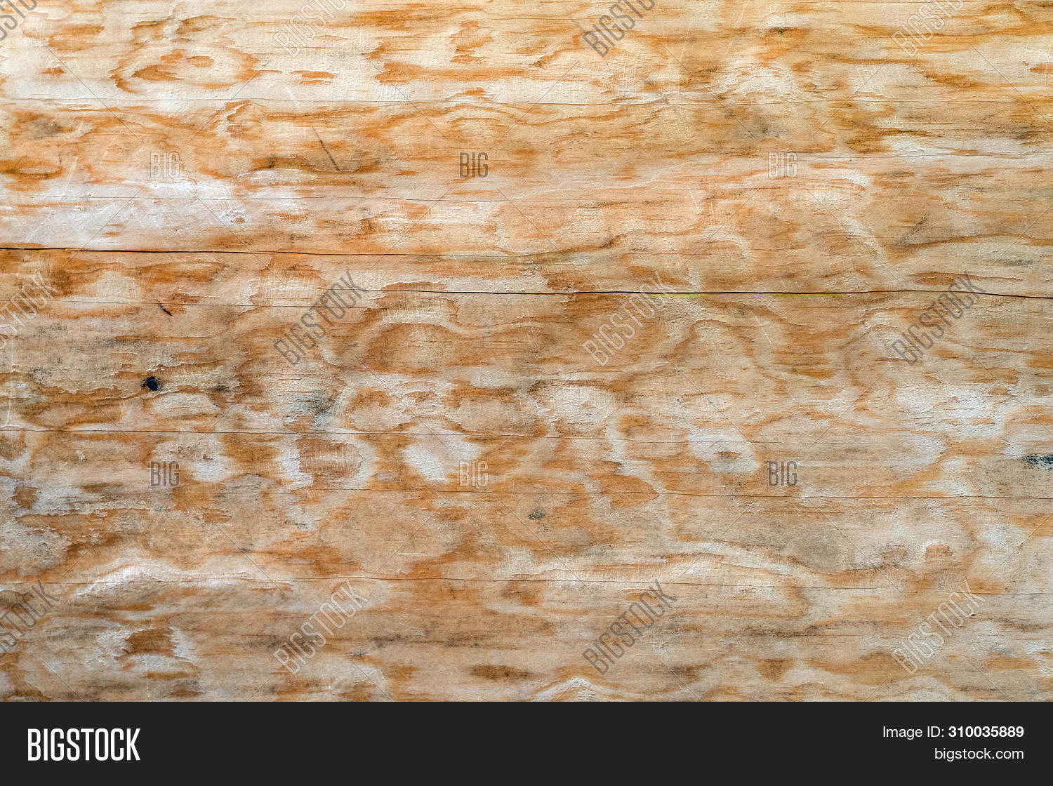 Texture Natural Tree Image & Photo (Free Trial) | Bigstock