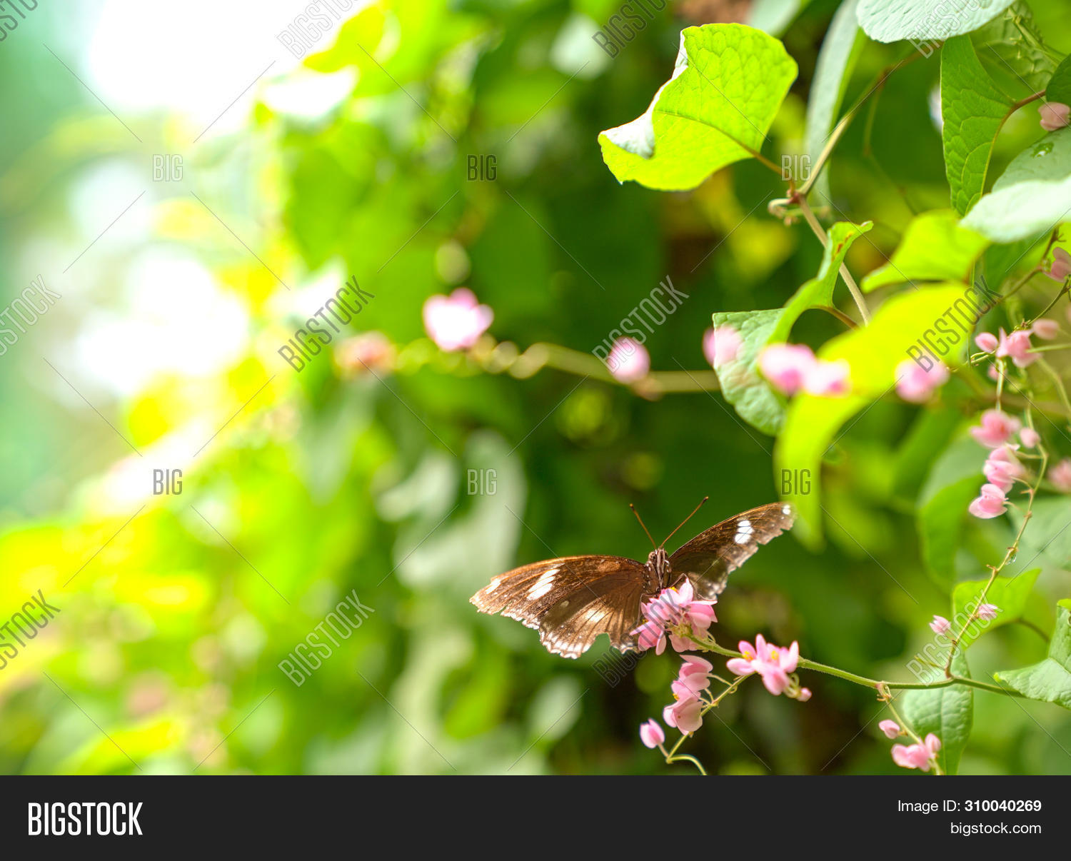 Butterfly Garden Background