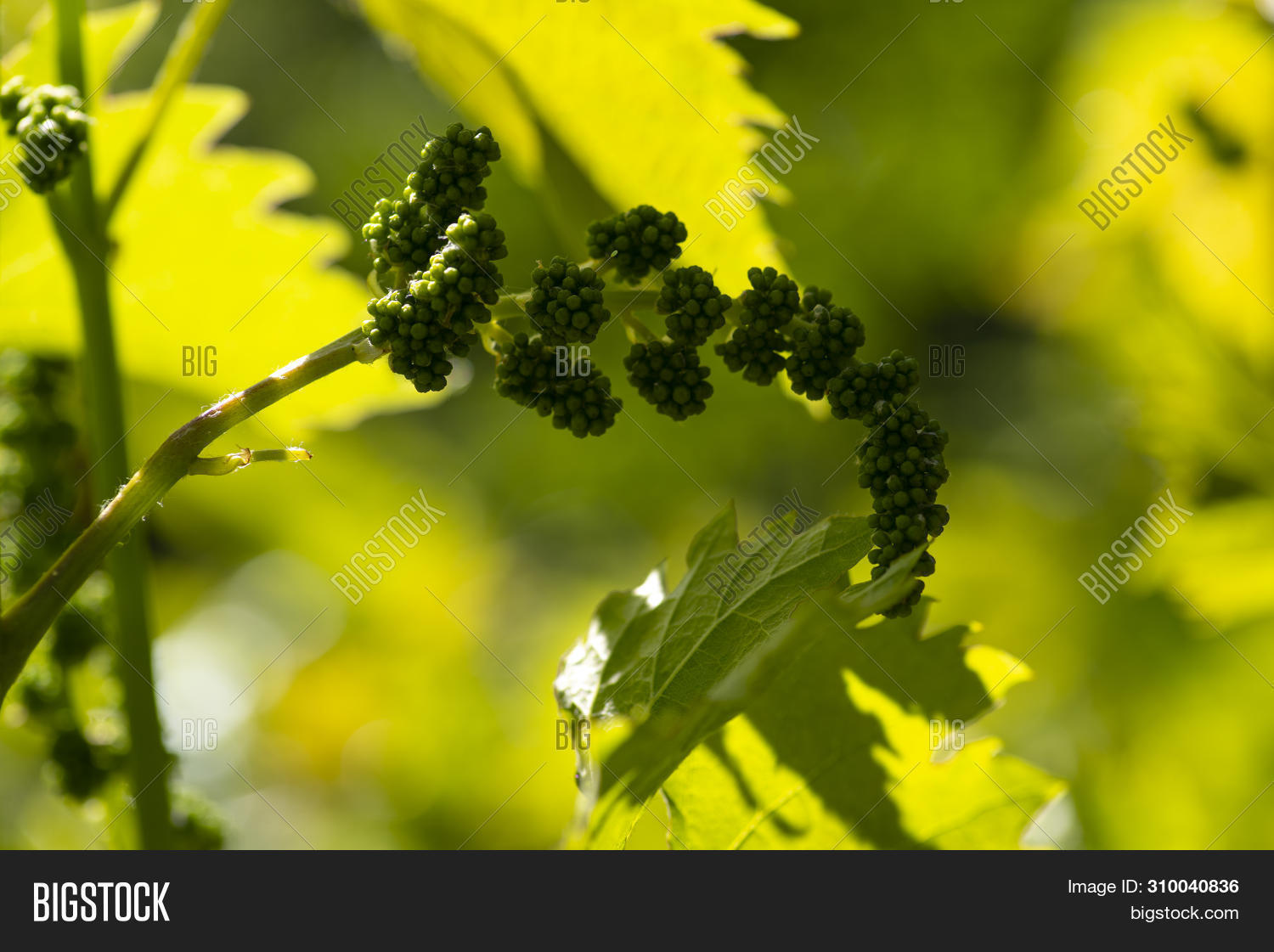 Grape Flowers. Green Image & Photo (Free Trial) | Bigstock