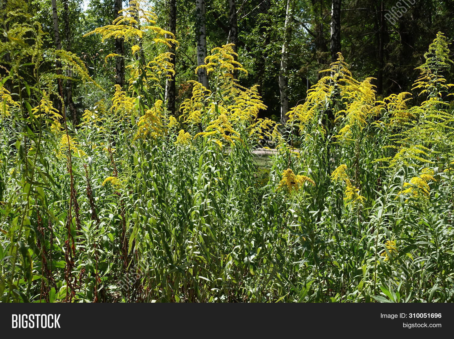 Tall Stems Solidago Image & Photo (Free Trial) | Bigstock