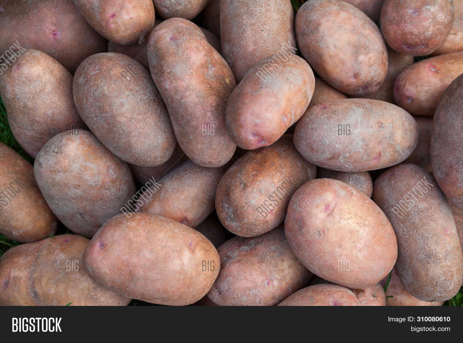 Pile Big Potatoes. Image & Photo (Free Trial) | Bigstock
