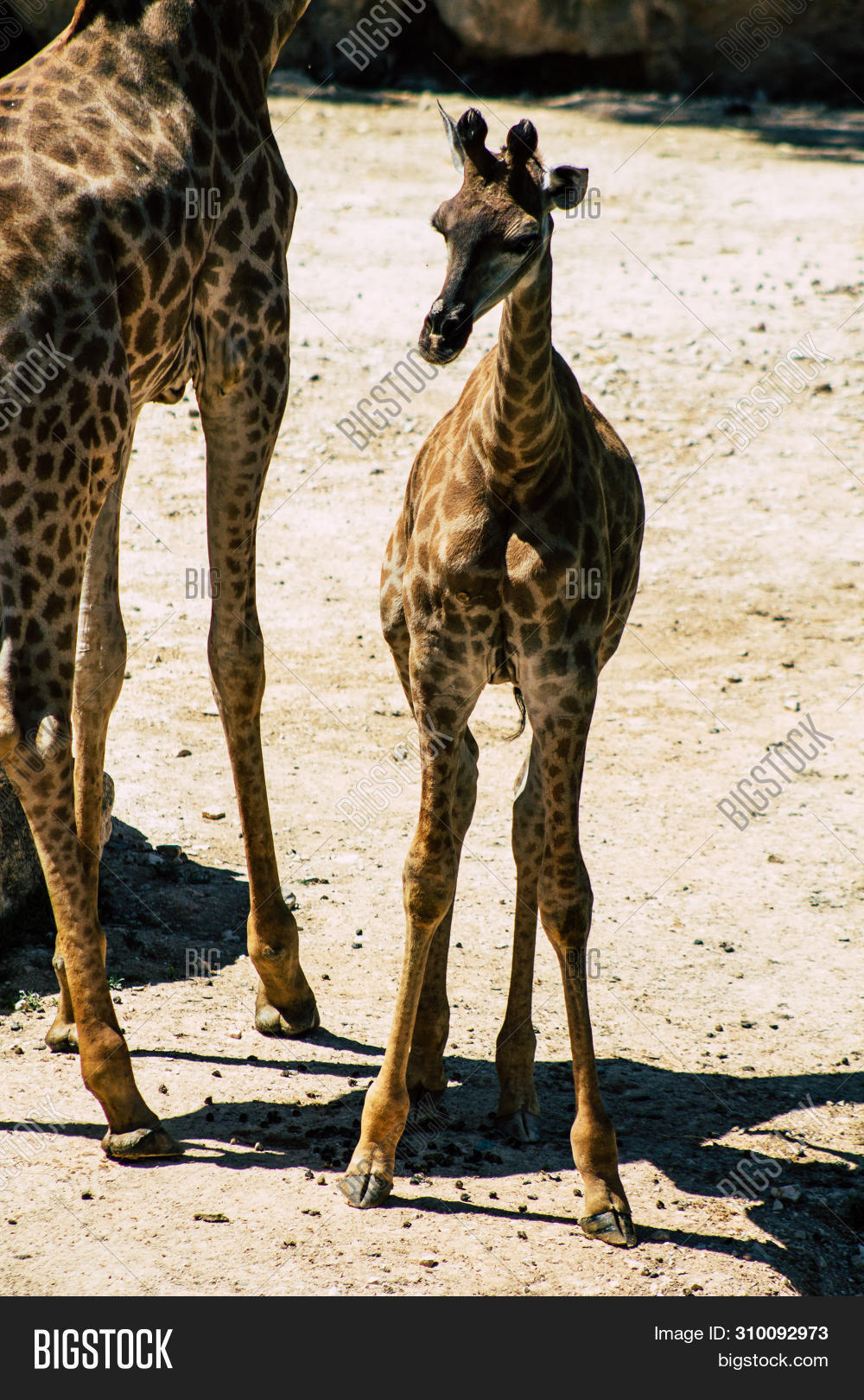 Angolan Giraffe Known Image & Photo (Free Trial) | Bigstock