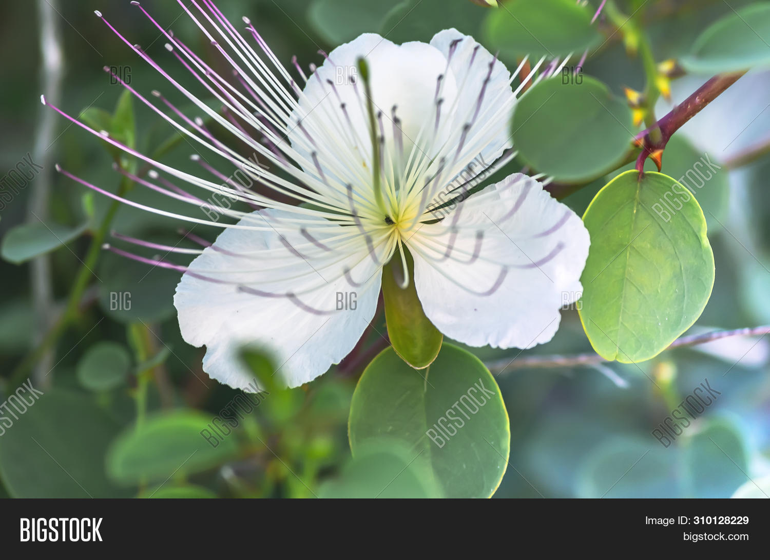 Capparis Flowering Image & Photo (Free Trial) | Bigstock