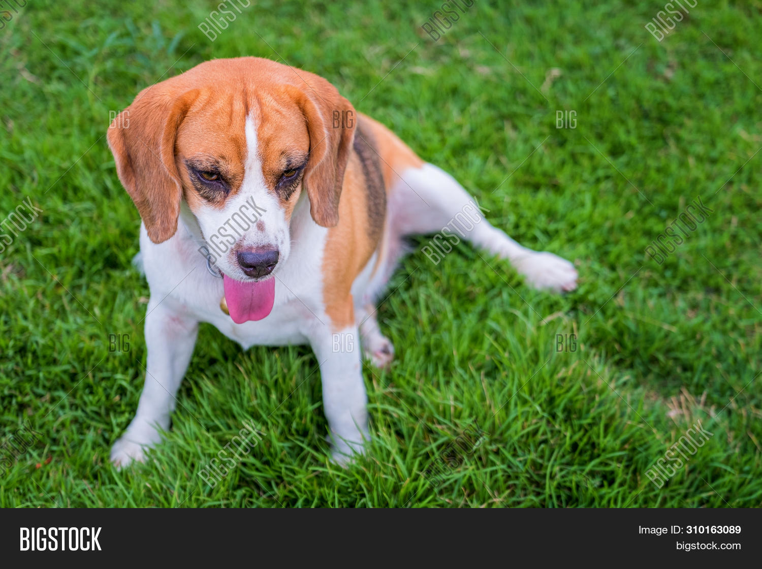 Cute Beagle Dog Lying Image & Photo (Free Trial) | Bigstock