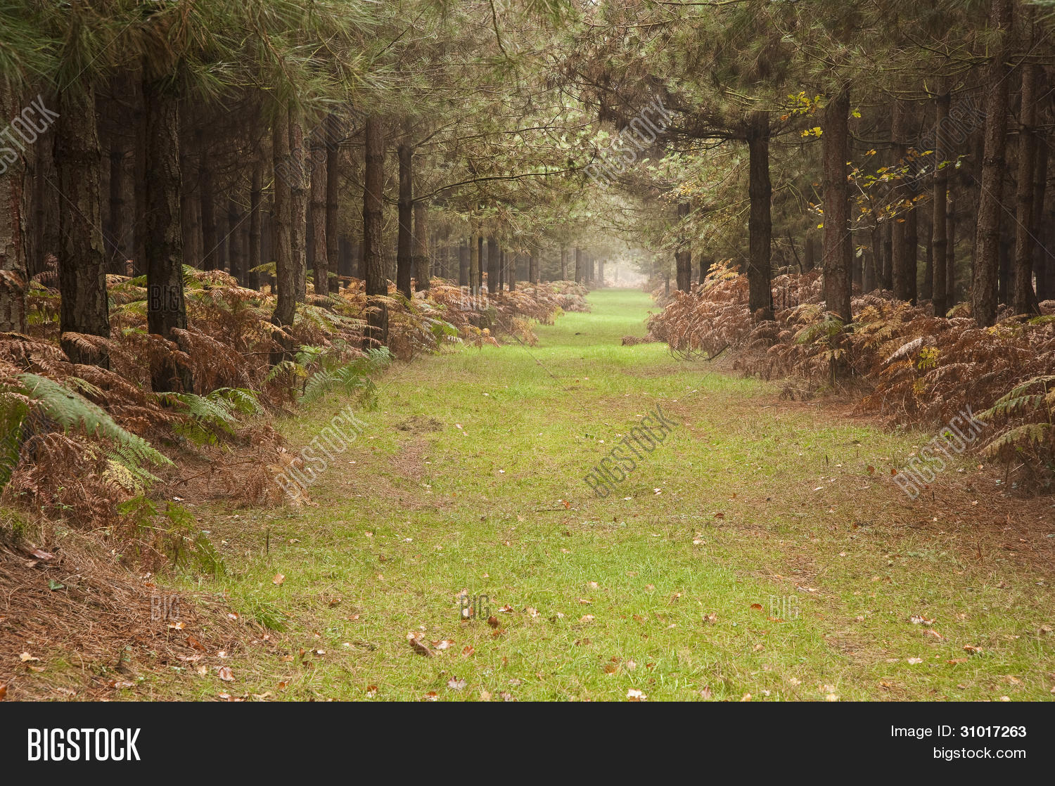 Long Path Through Pine Image & Photo (Free Trial) | Bigstock