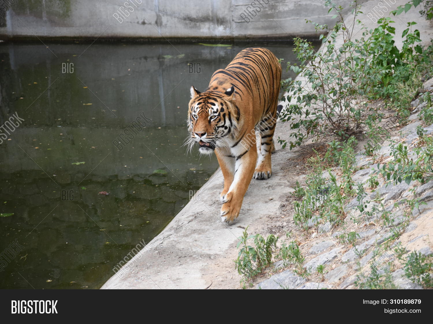 Tiger Imposingly Lies Image & Photo (Free Trial) | Bigstock