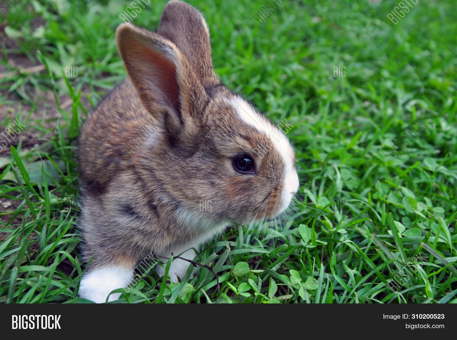 Cute Cottontail Bunny Image & Photo (Free Trial) | Bigstock