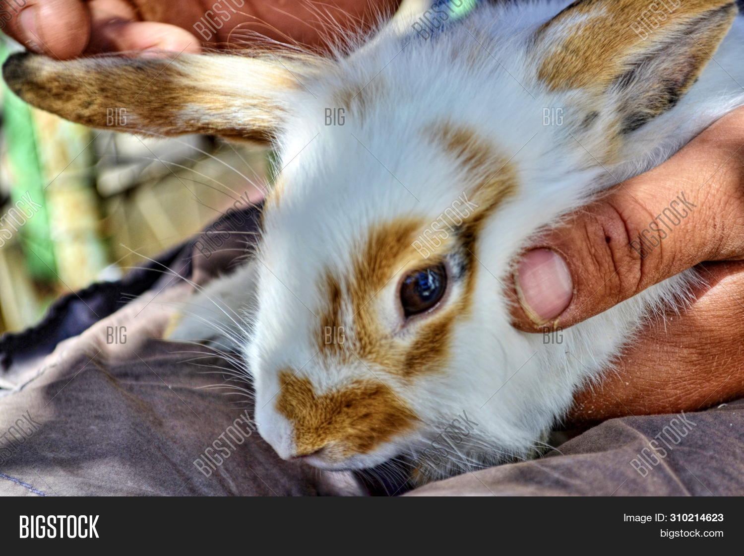 Man Holds Strong Hands Image & Photo (Free Trial) | Bigstock