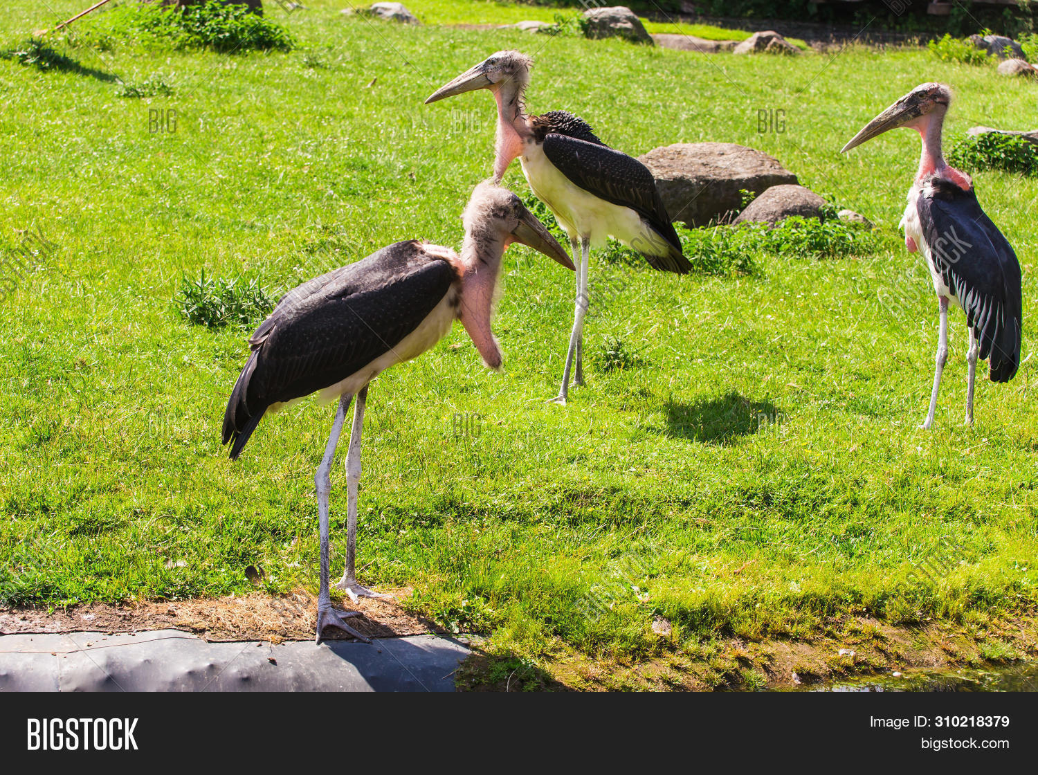 African Birds. Stork Image & Photo (Free Trial) | Bigstock