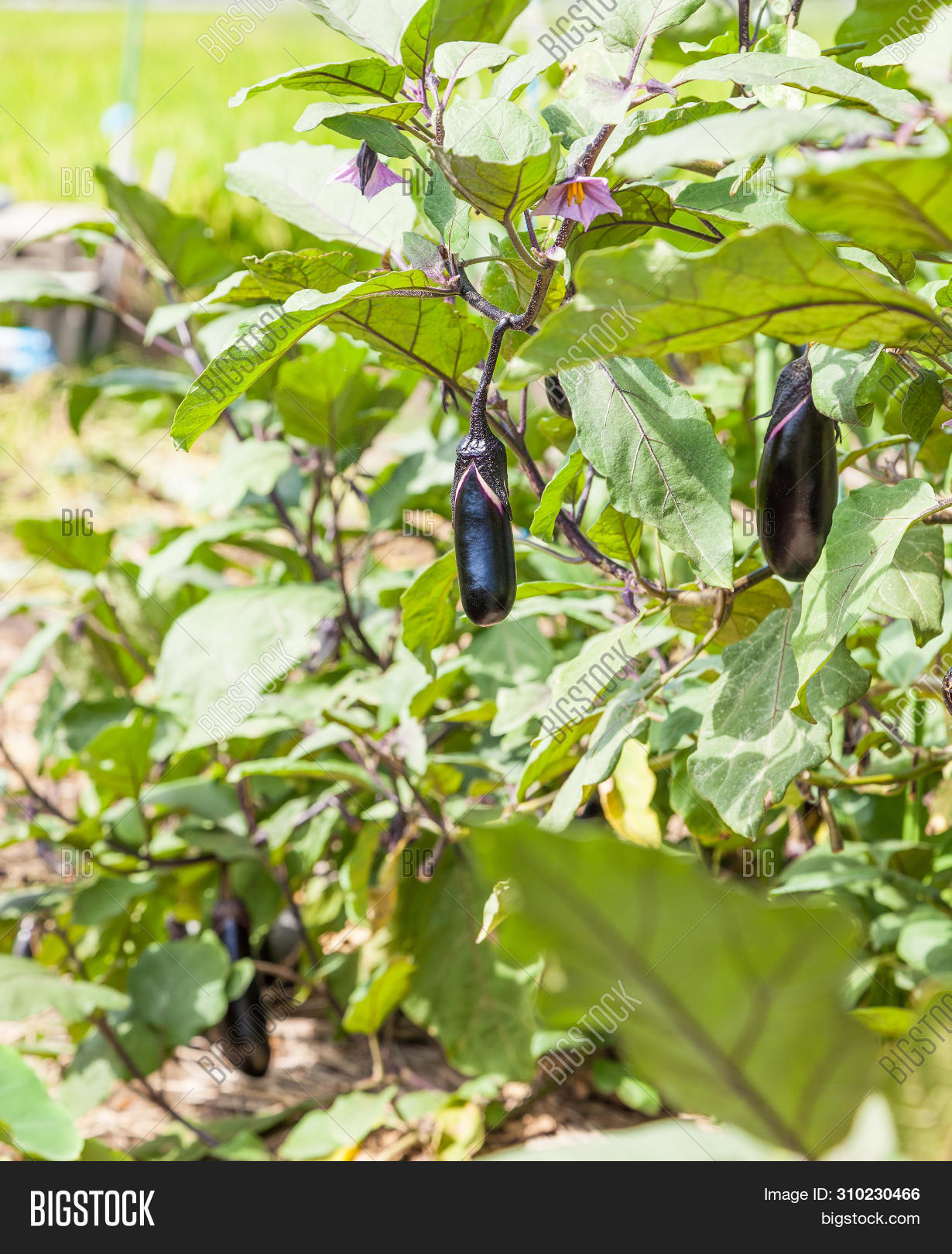 Eggplant Tree