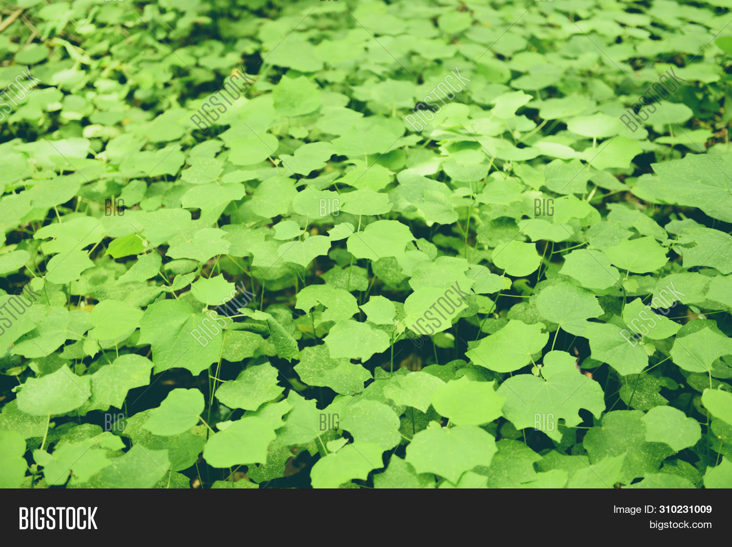 Natural Green Leaves Image & Photo (Free Trial) | Bigstock