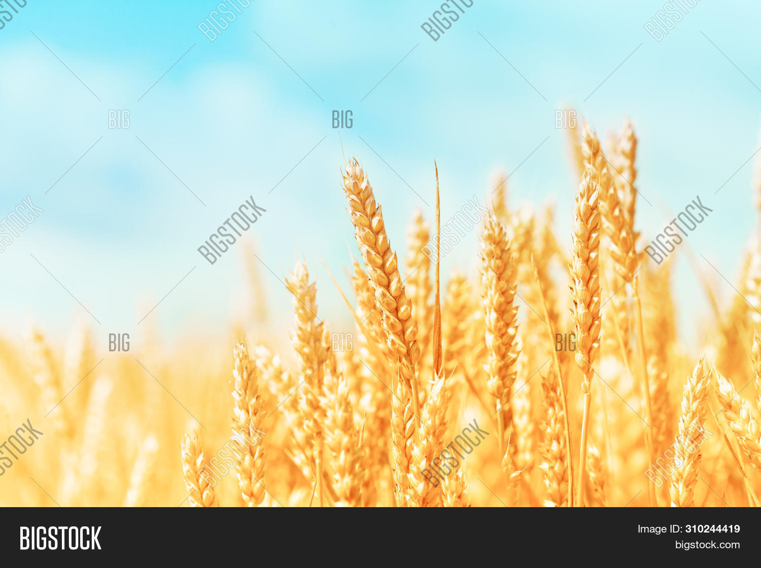 Autumn Landscape Wheat Image & Photo (Free Trial) | Bigstock