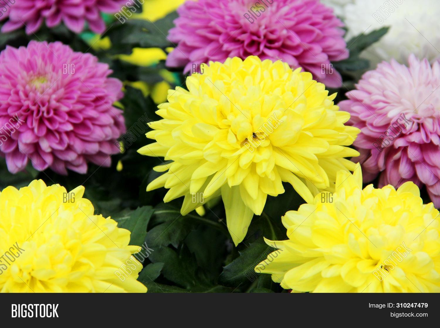 Asters Multicolored, Image & Photo (Free Trial) | Bigstock