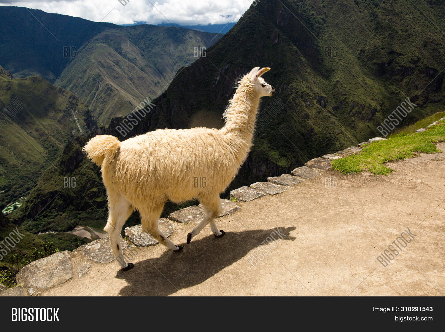Lama Walks Mountains Image & Photo (Free Trial) | Bigstock