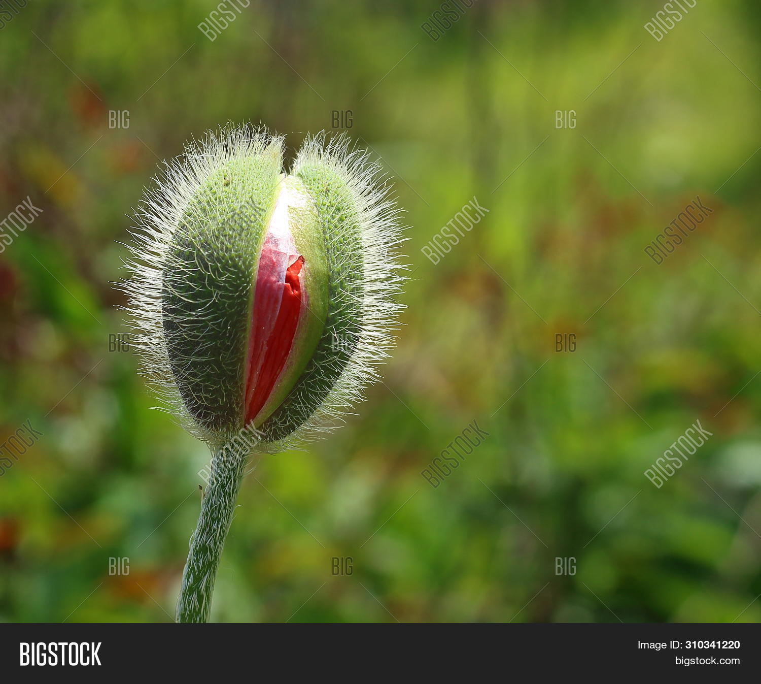 Delicate Fluffy Poppy Image & Photo (Free Trial) | Bigstock