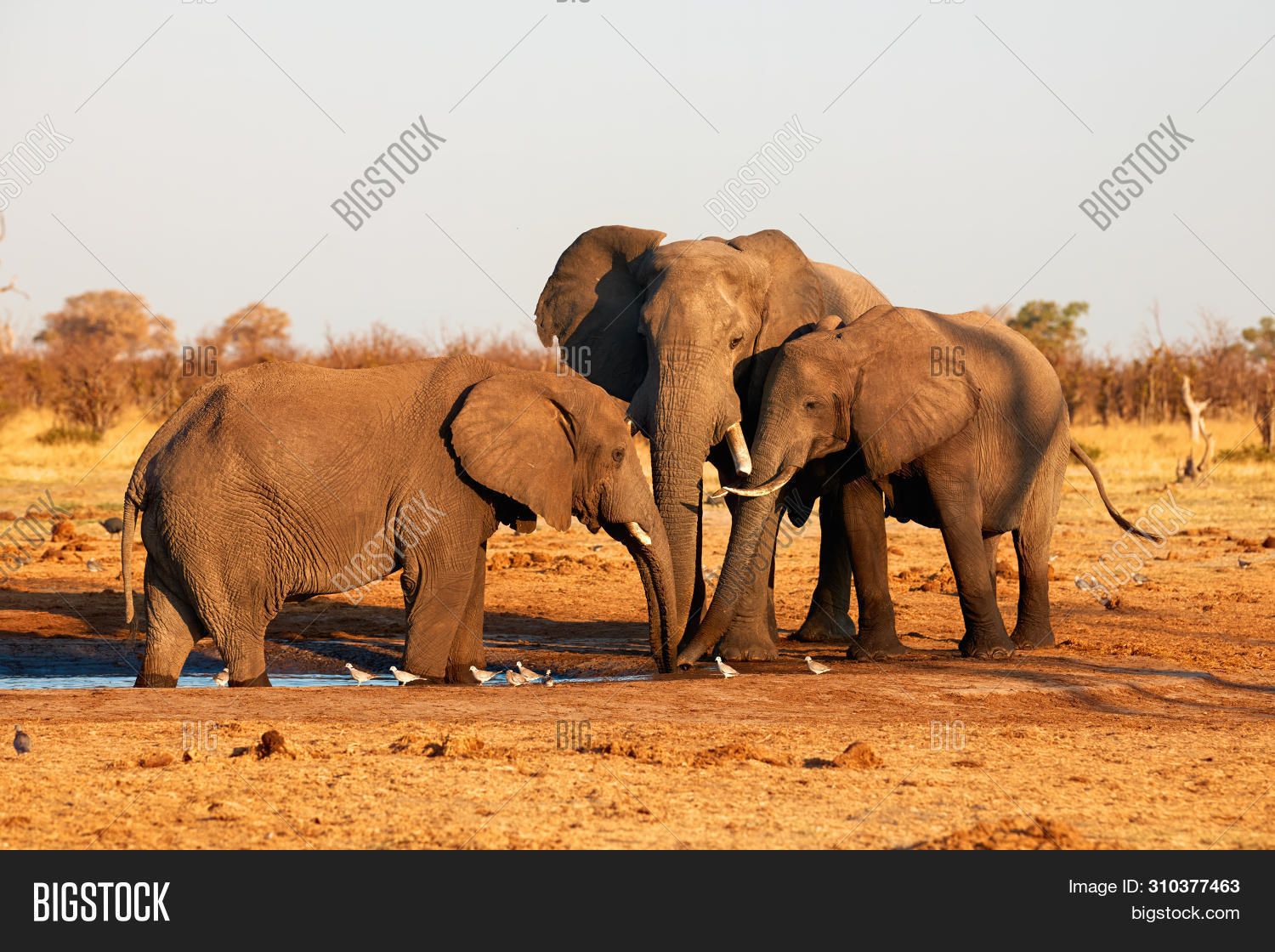 Three Large Elephants Image & Photo (Free Trial) | Bigstock