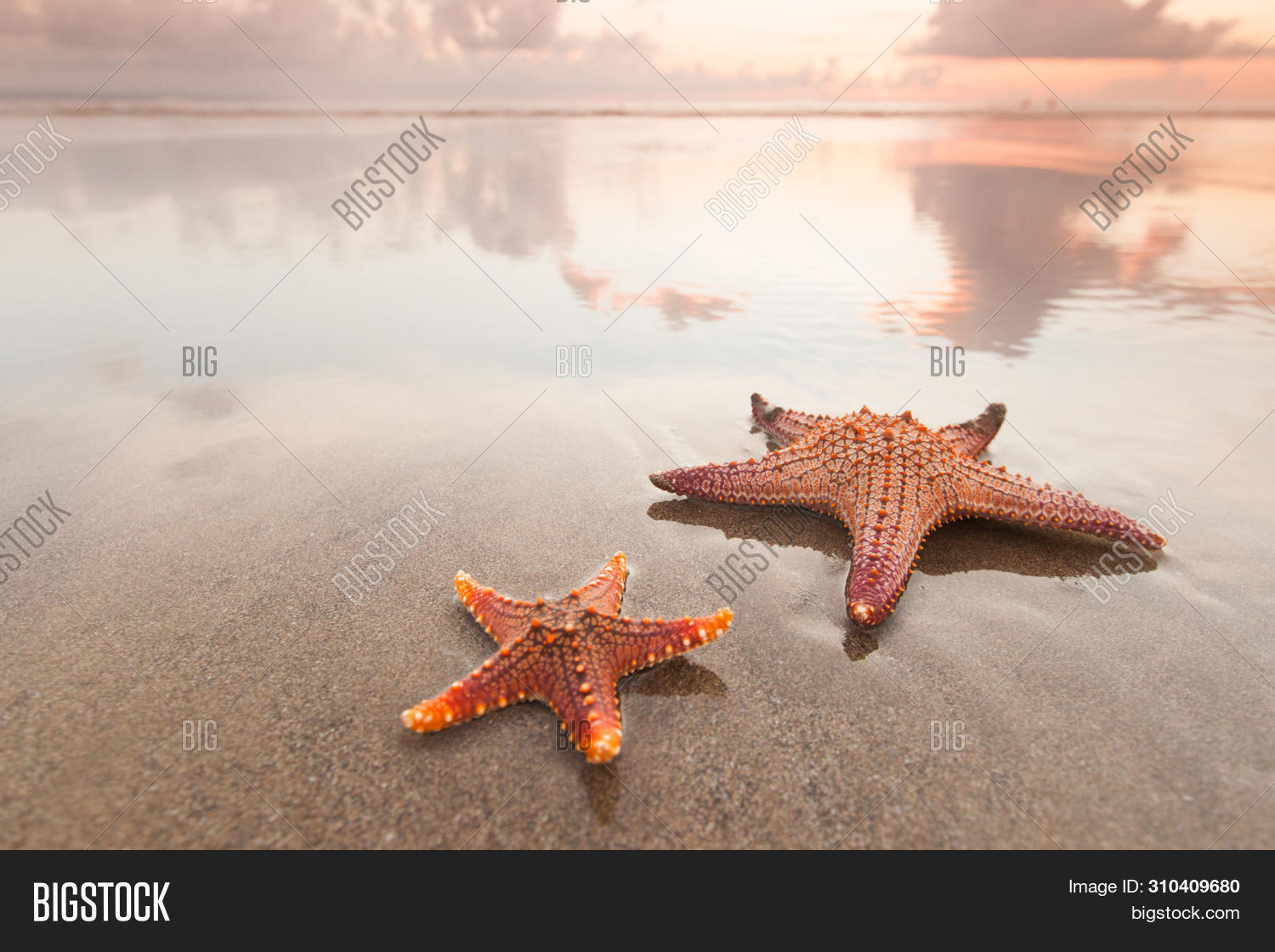 Two Starfish On Sea Image & Photo (Free Trial) | Bigstock