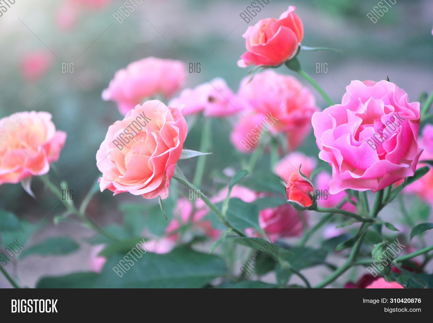 Sommerwind Rose Image & Photo (Free Trial) | Bigstock