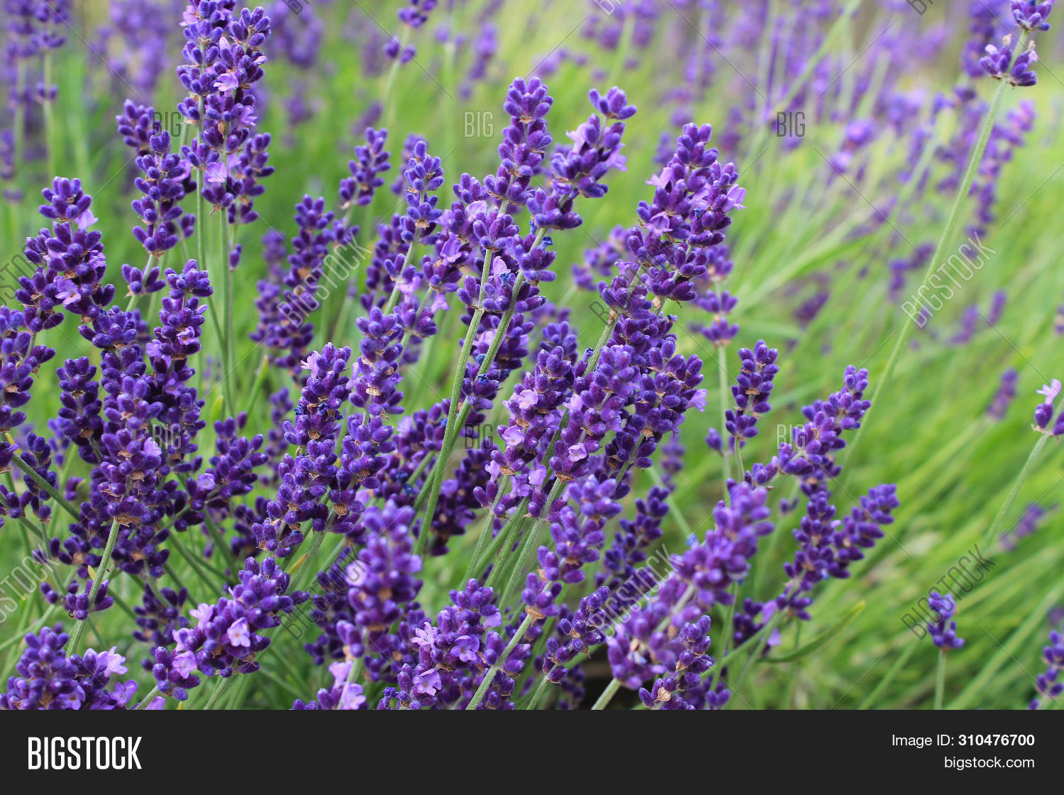Close View Lavender Image & Photo (Free Trial) | Bigstock