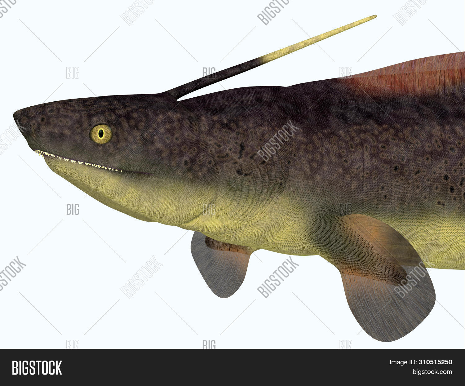 Xenacanthus Shark Head Image & Photo (Free Trial) | Bigstock