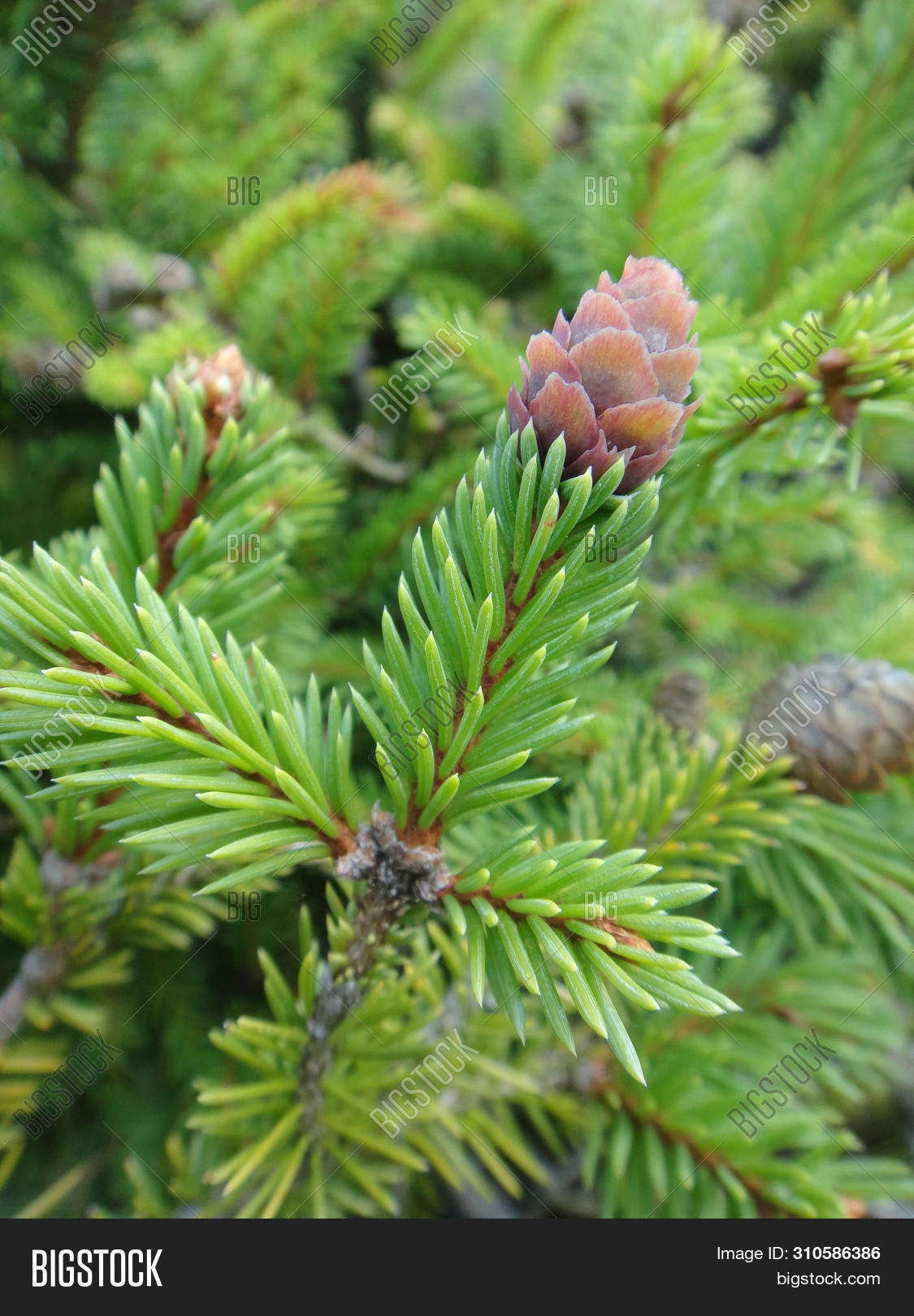 Pinus Tree Fruit Macro Image & Photo (Free Trial) | Bigstock