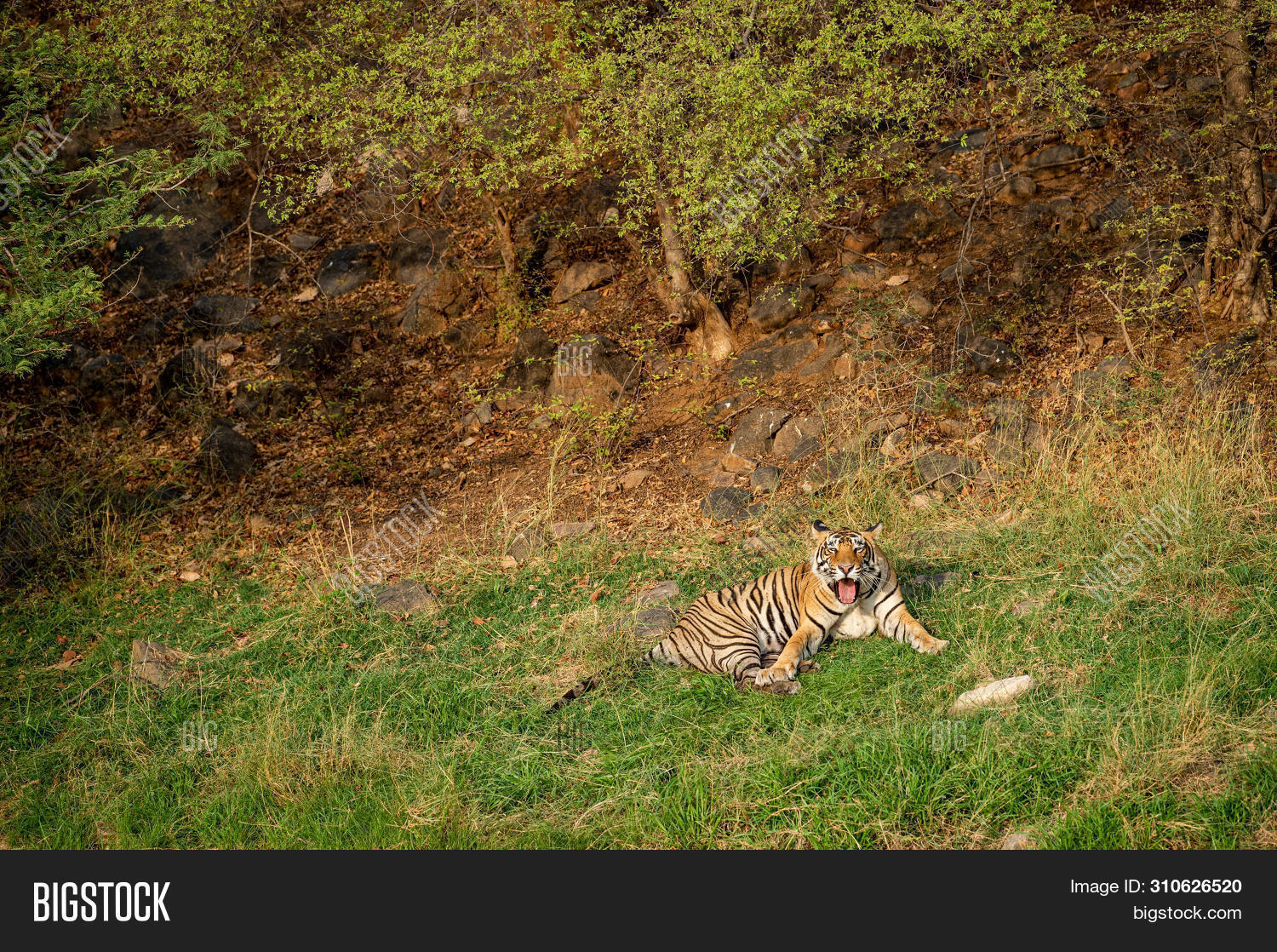 Angry Male Tiger Image & Photo (Free Trial) | Bigstock