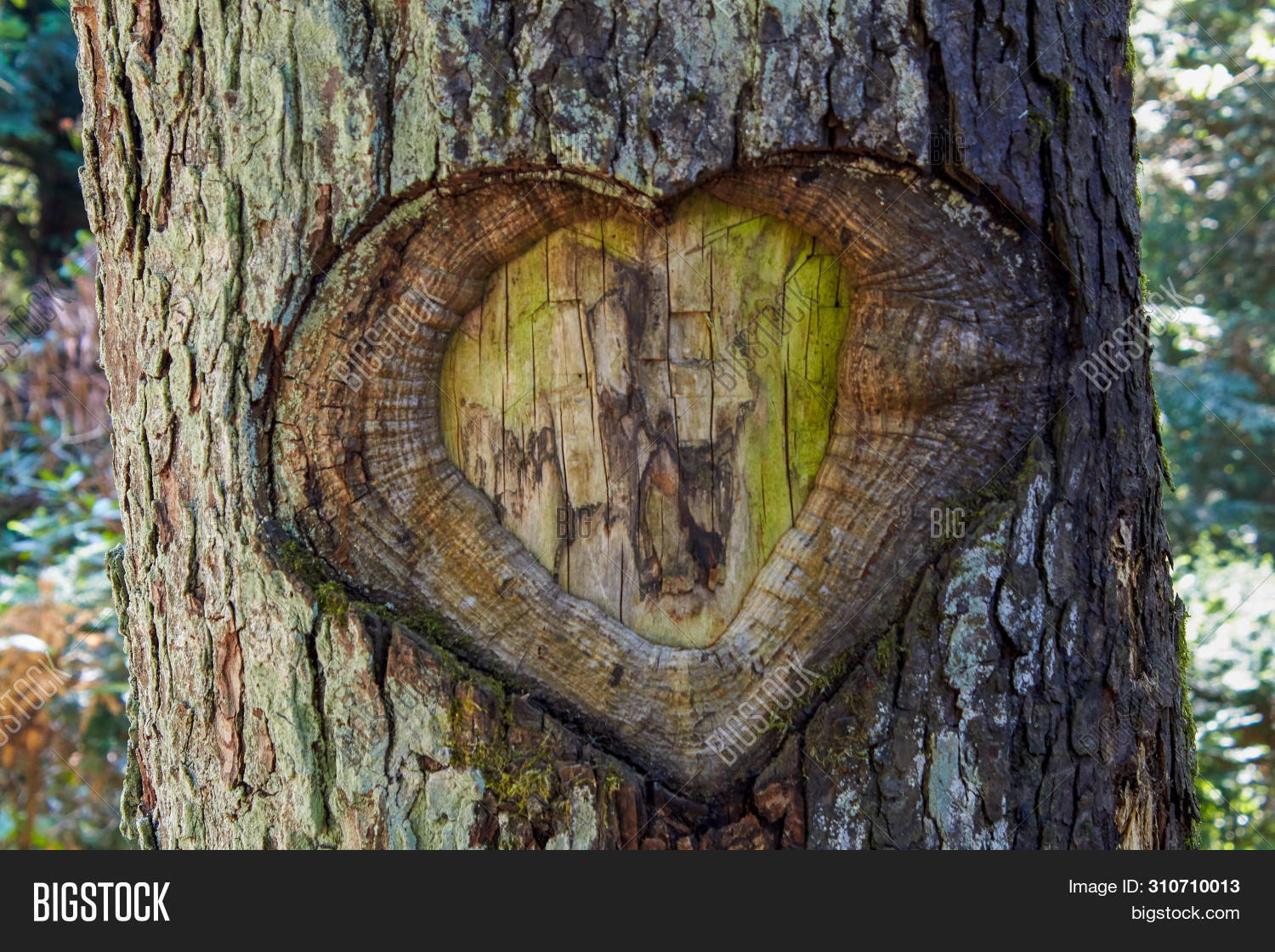 Heart Carved Tree Bark Image & Photo (Free Trial) | Bigstock