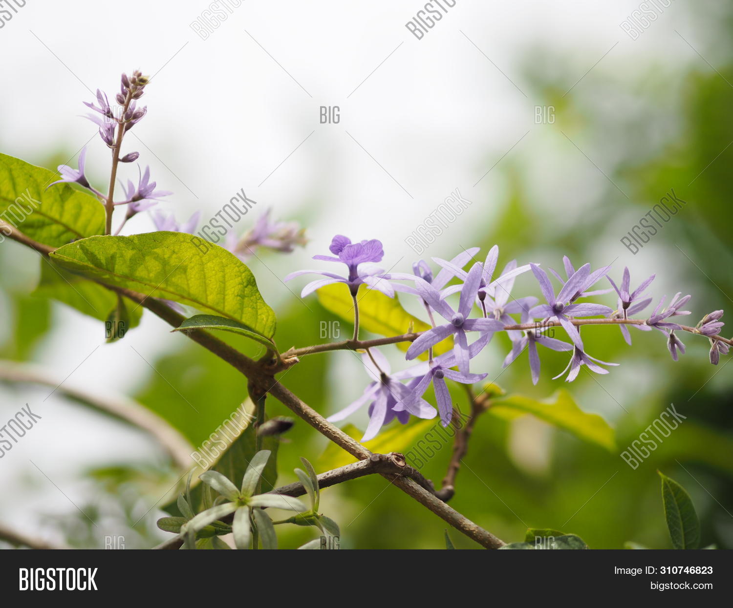Purple Flower With 5 Pointed Petals | Best Flower Site