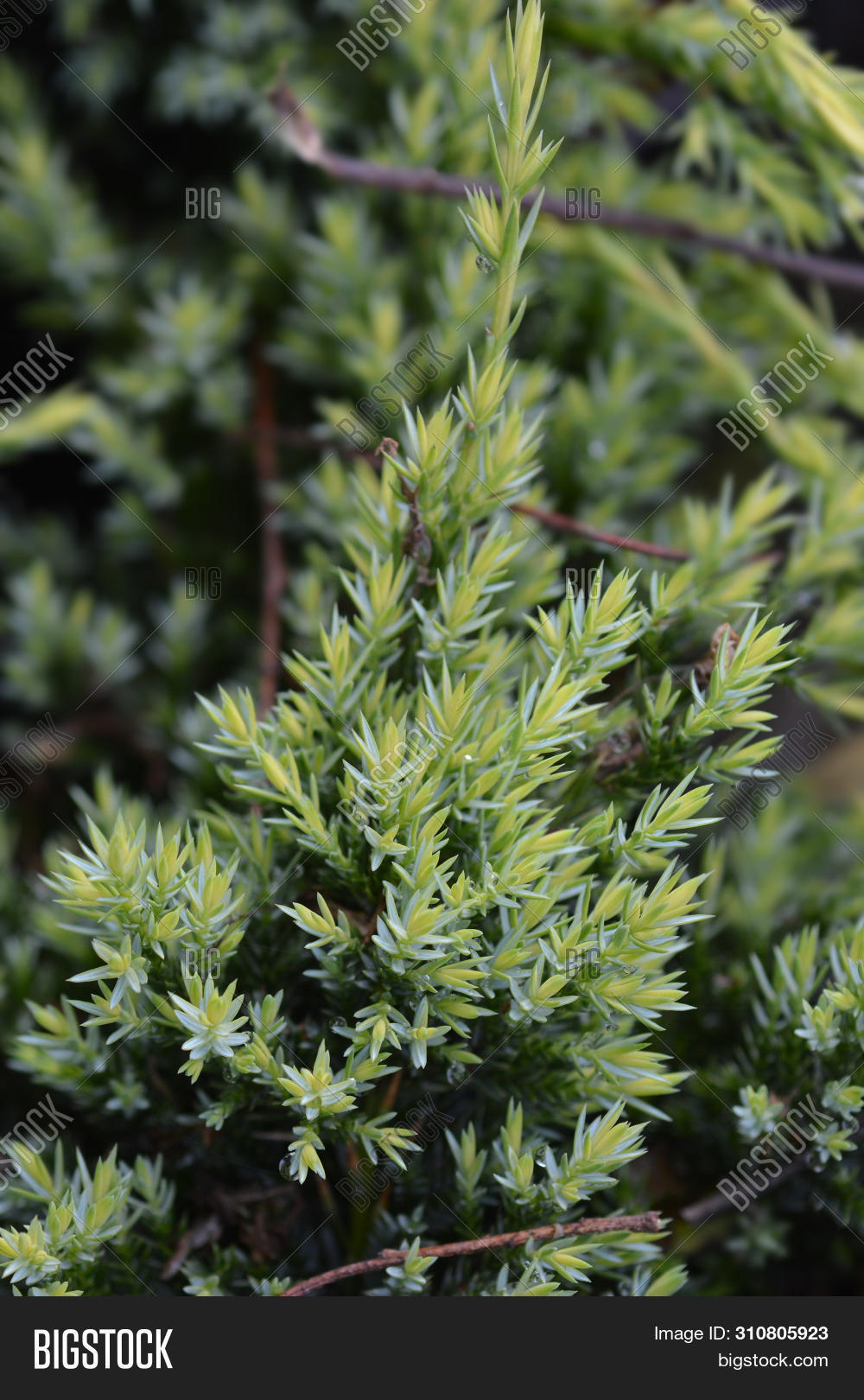 Flaky Juniper Holger Image & Photo (Free Trial) | Bigstock