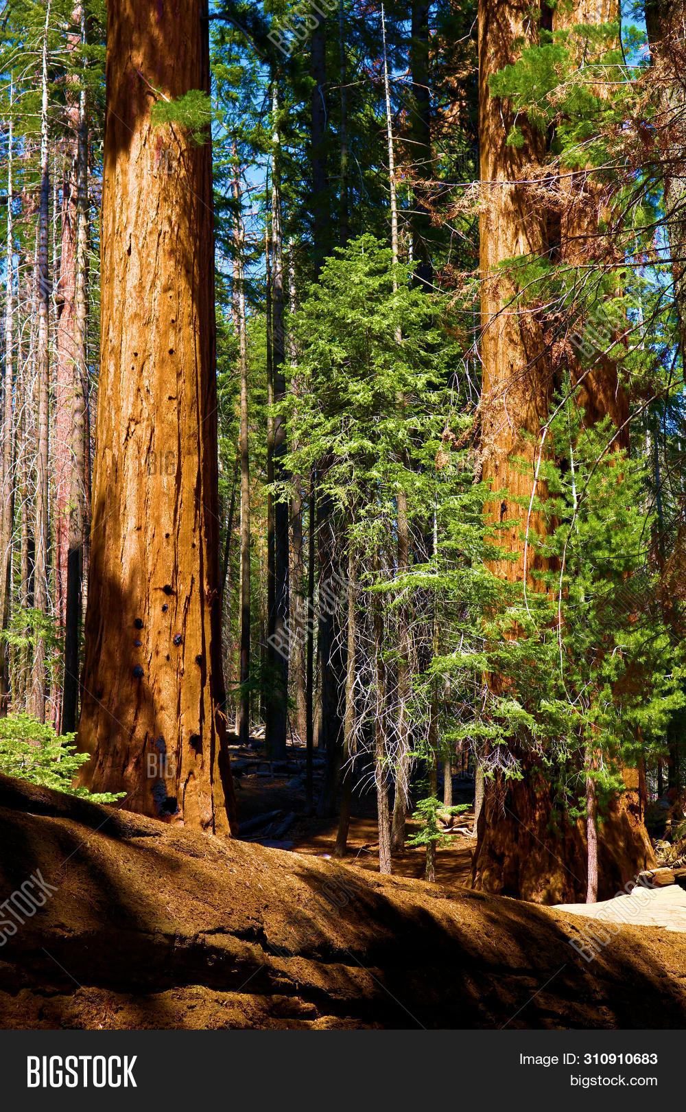 Fallen Down Tree Image & Photo (Free Trial) | Bigstock